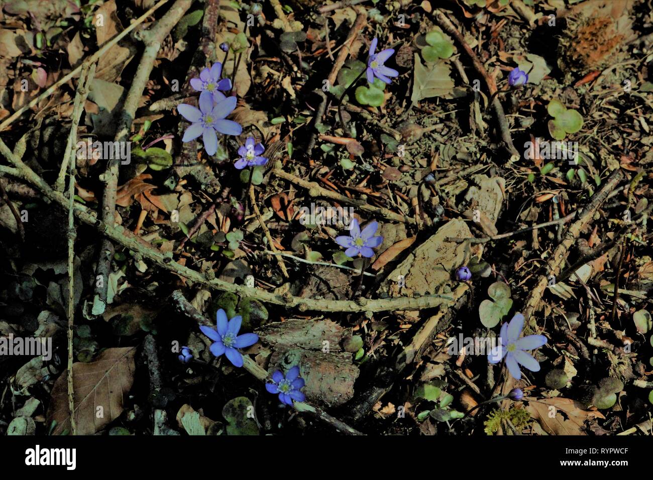 Blue flowers hepatica nobilis hi-res stock photography and images - Alamy