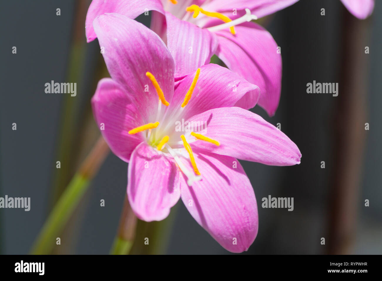 Colchicine flower hi-res stock photography and images - Alamy