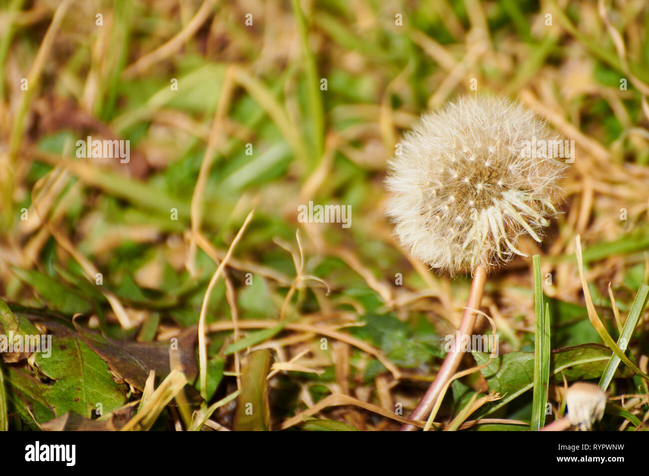 Dandelion tuft hi-res stock photography and images - Alamy