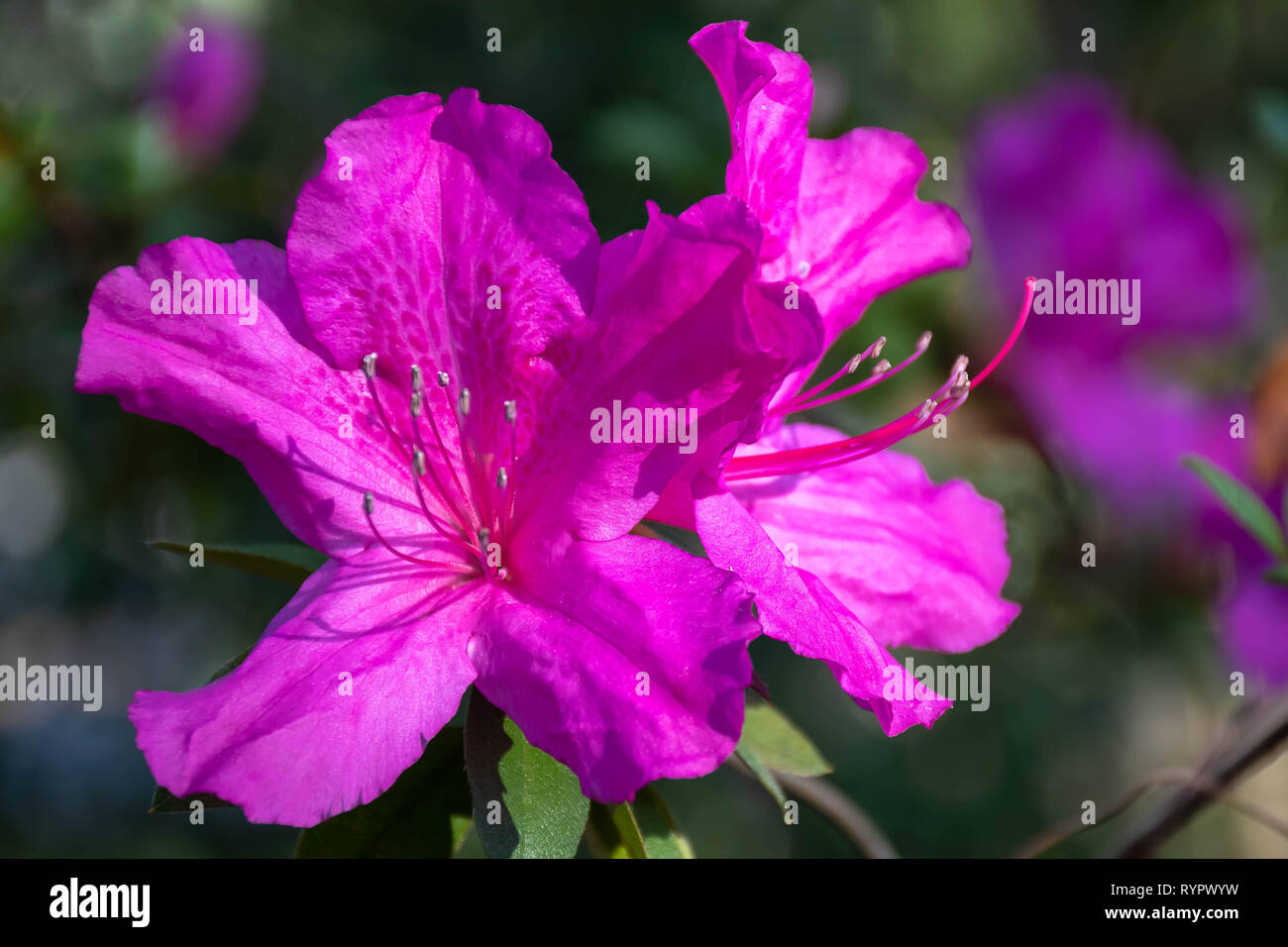 Bright pink azaleas in full bloom in Florida Stock Photo - Alamy