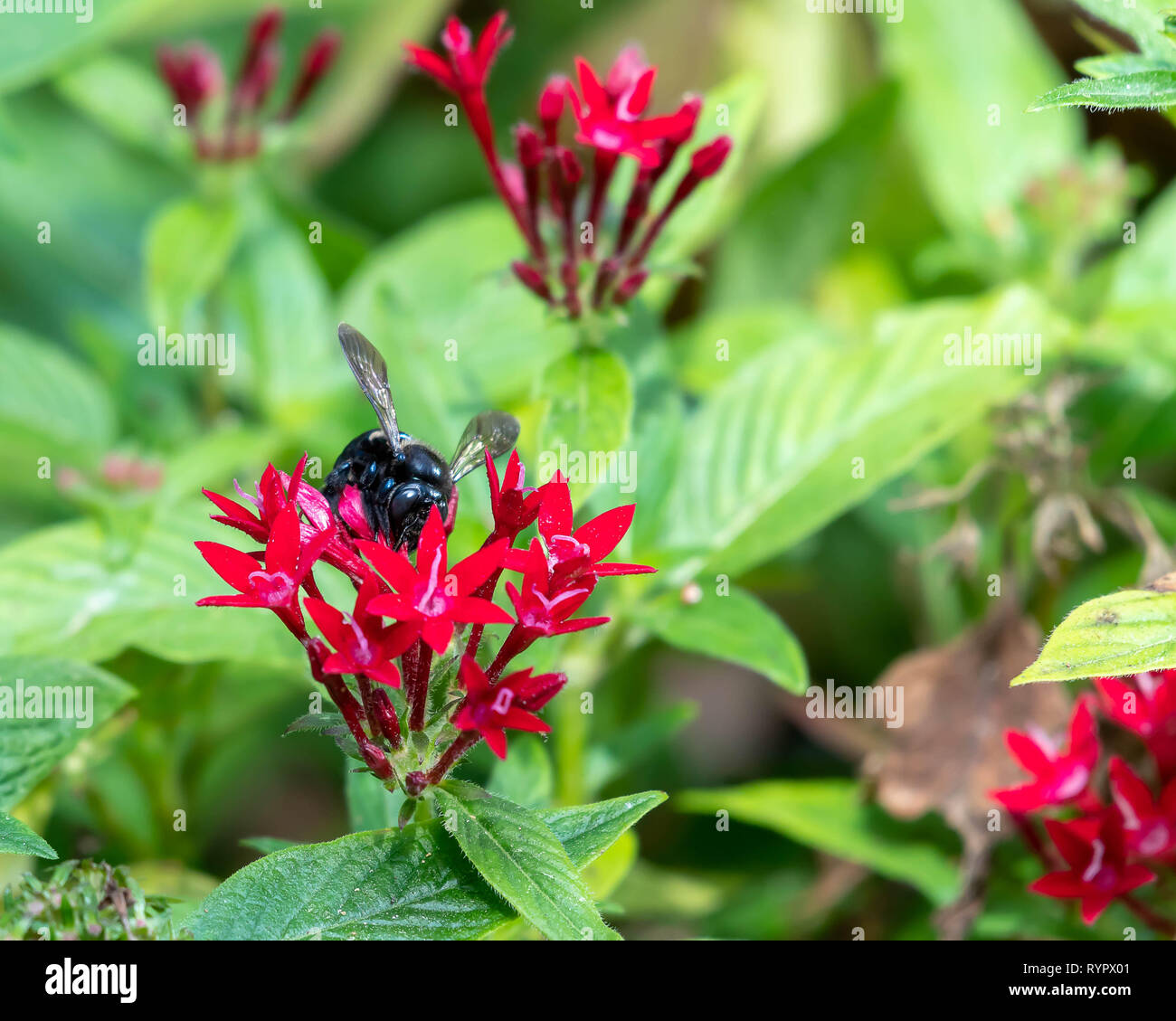 Pentas flowers with red blooms graced with a black bee pollinating ...