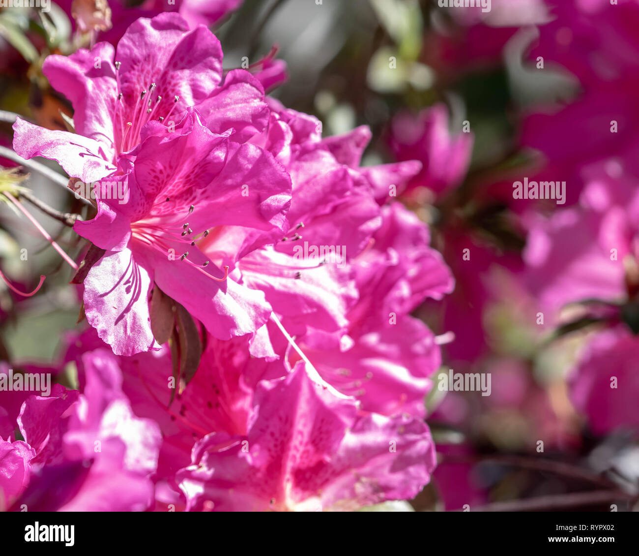 Bright pink azaleas in full bloom in Florida Stock Photo - Alamy