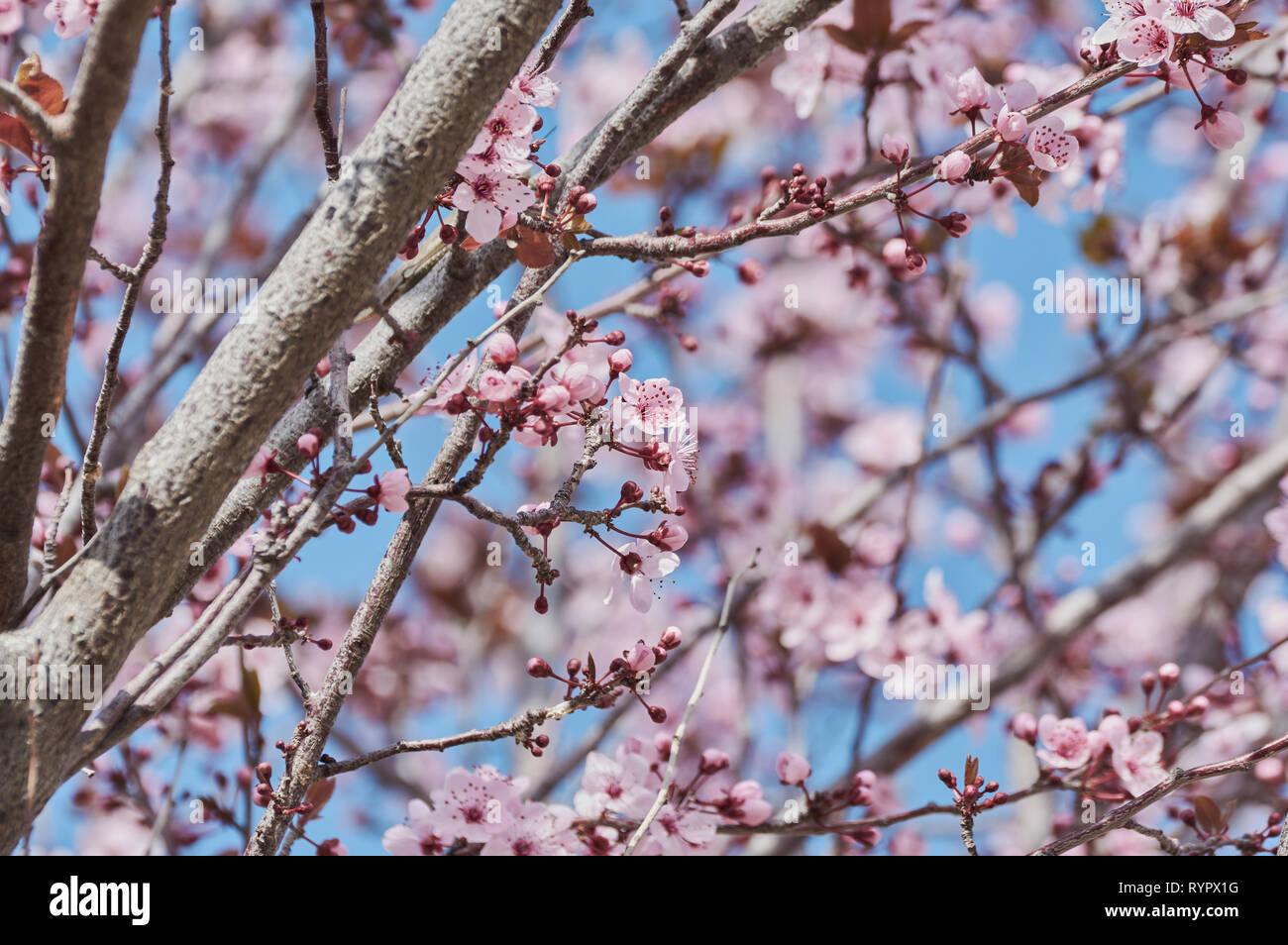 Pretty almond tree with pink flowers in the month of February Stock ...