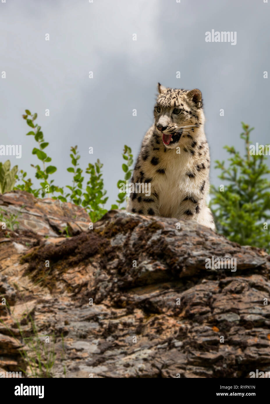 Ferocious nature hi-res stock photography and images - Alamy