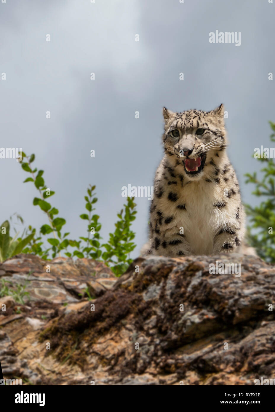 Leopard top view hi-res stock photography and images - Alamy