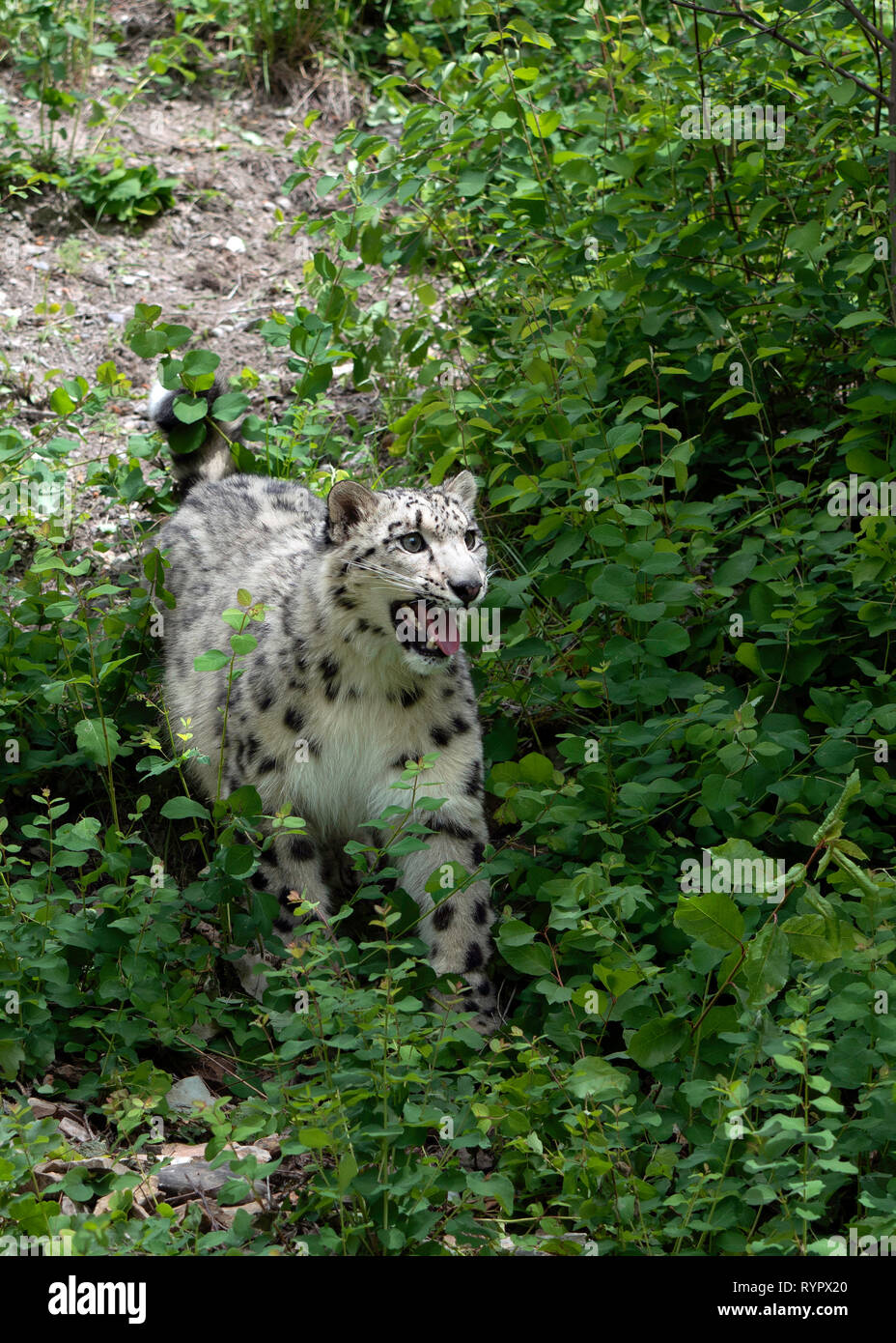 Pursuit predator hi-res stock photography and images - Alamy