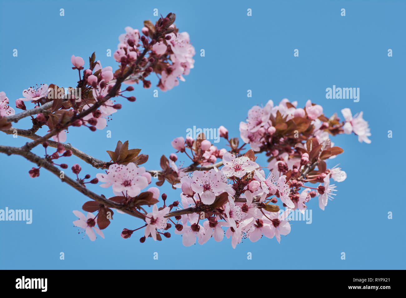 Pretty almond tree with pink flowers in the month of February Stock ...