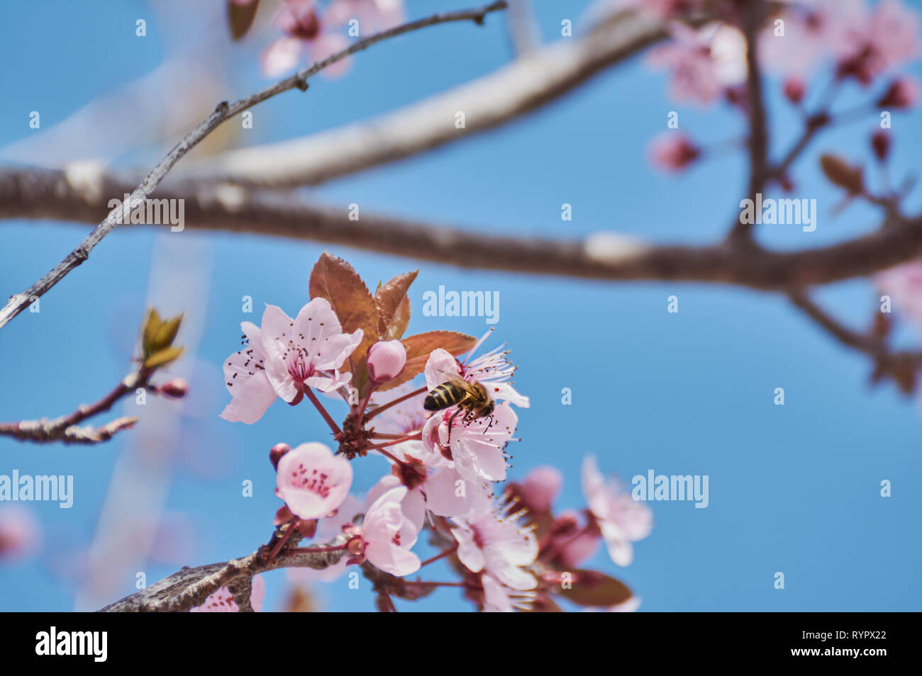 Pretty almond tree with pink flowers in the month of February Stock ...