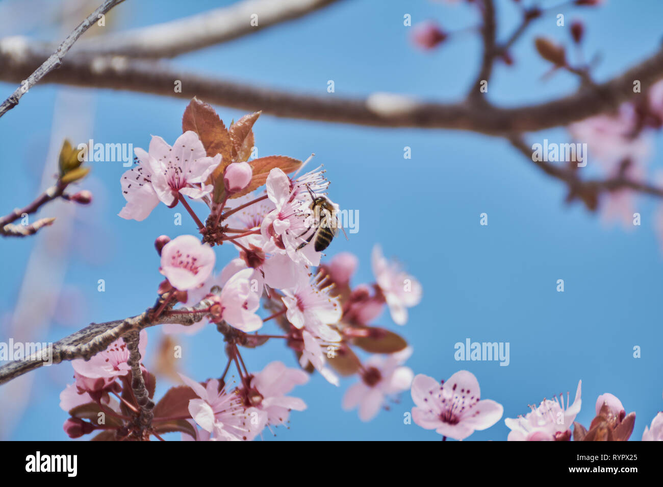 Pretty almond tree with pink flowers in the month of February Stock ...