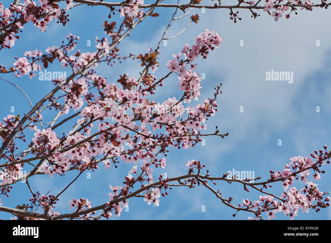Pretty almond tree with pink flowers in the month of February Stock ...