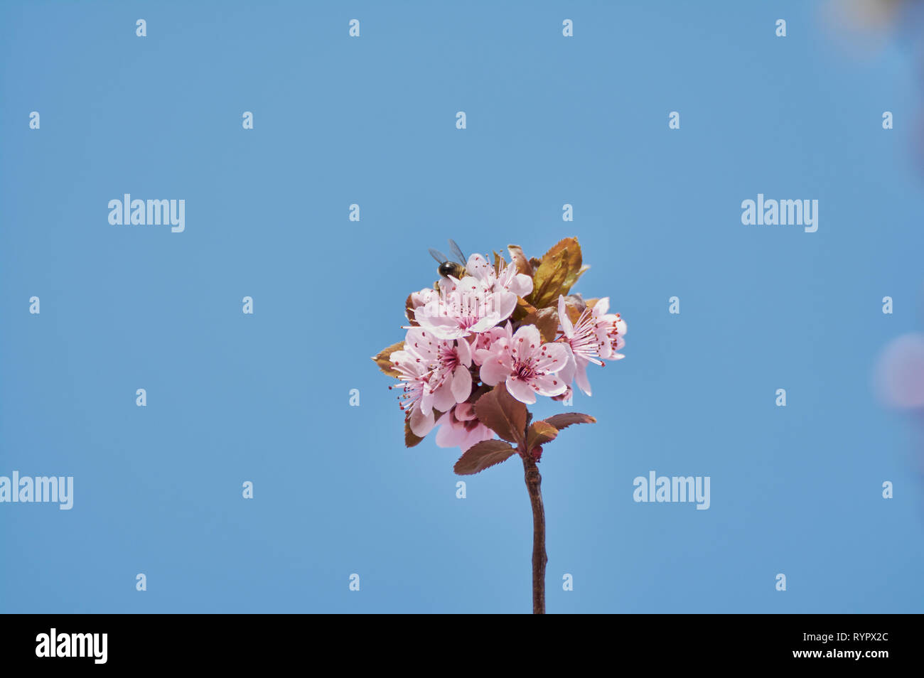 Pretty almond tree with pink flowers in the month of February Stock ...