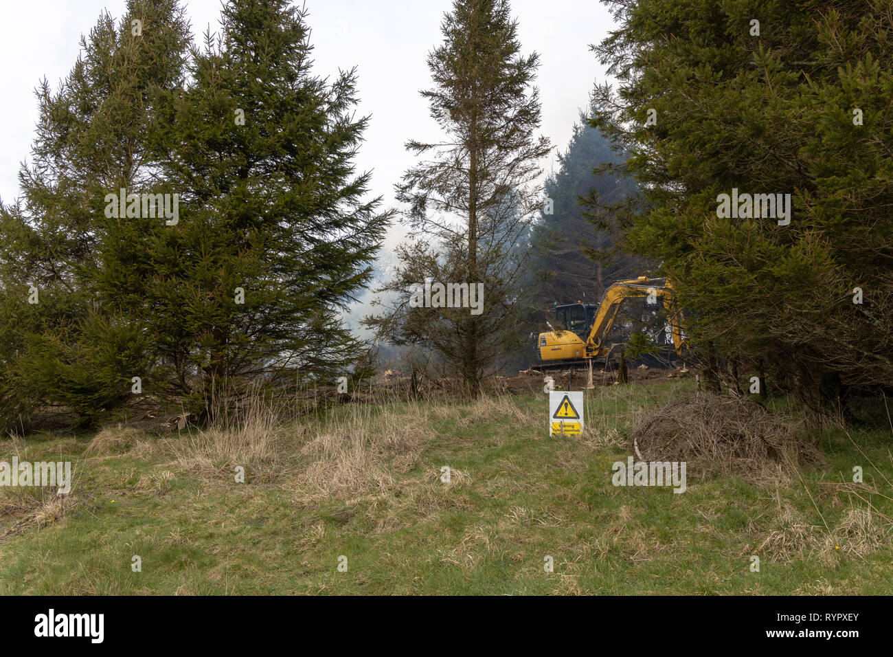 Tree felling and clearing in small woodland Stock Photo - Alamy