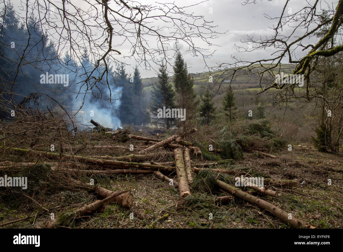 Tree felling and clearing in small woodland Stock Photo - Alamy