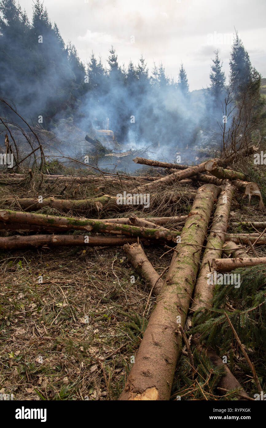 Tree felling and clearing in small woodland Stock Photo - Alamy