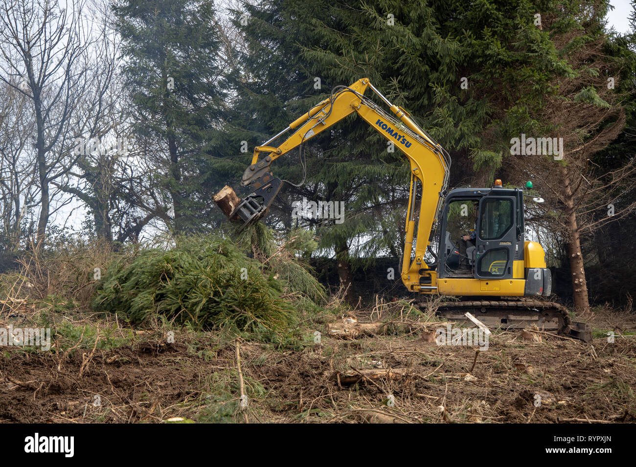Tree felling and clearing in small woodland Stock Photo - Alamy