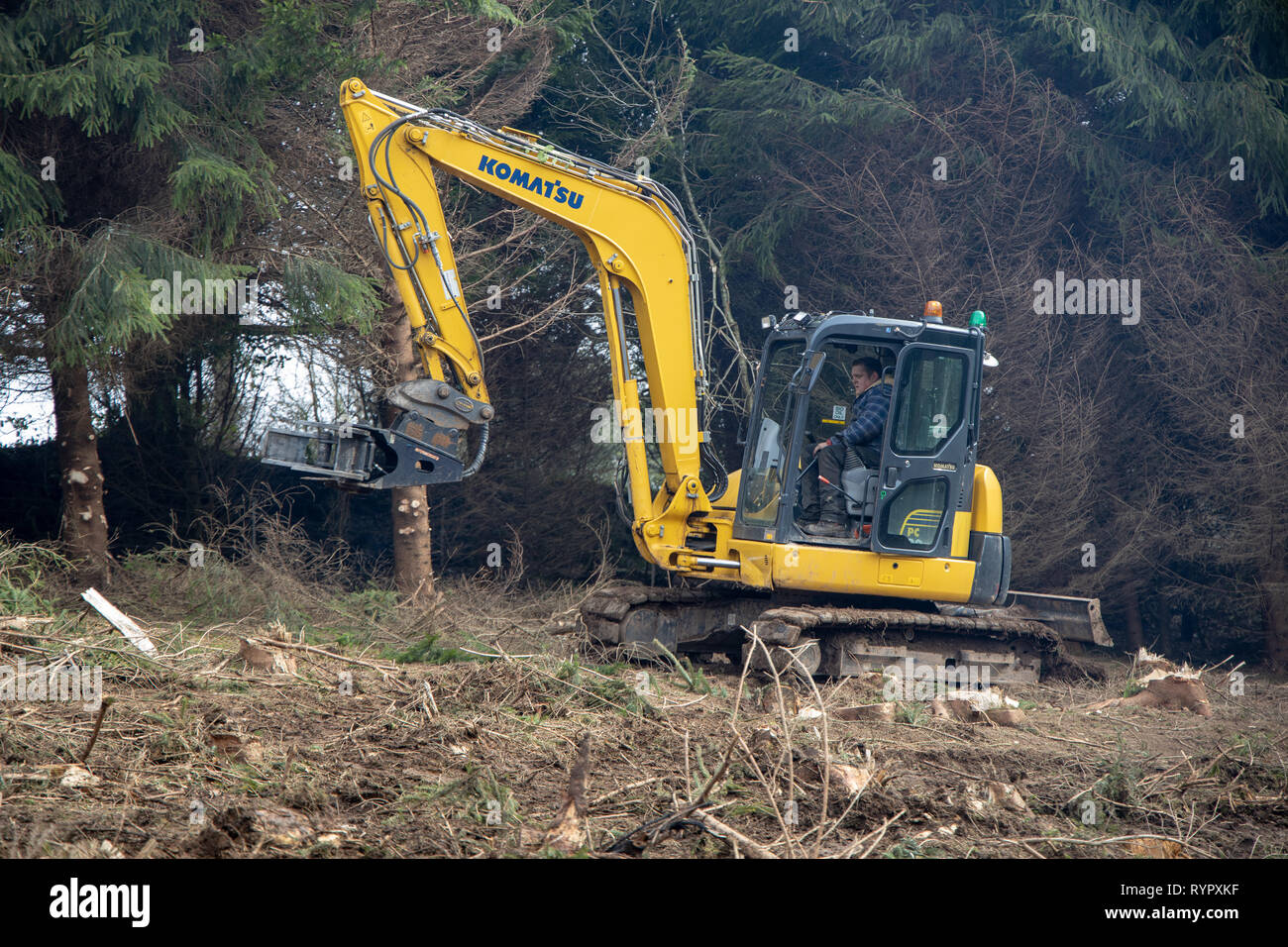 Tree felling and clearing in small woodland Stock Photo - Alamy