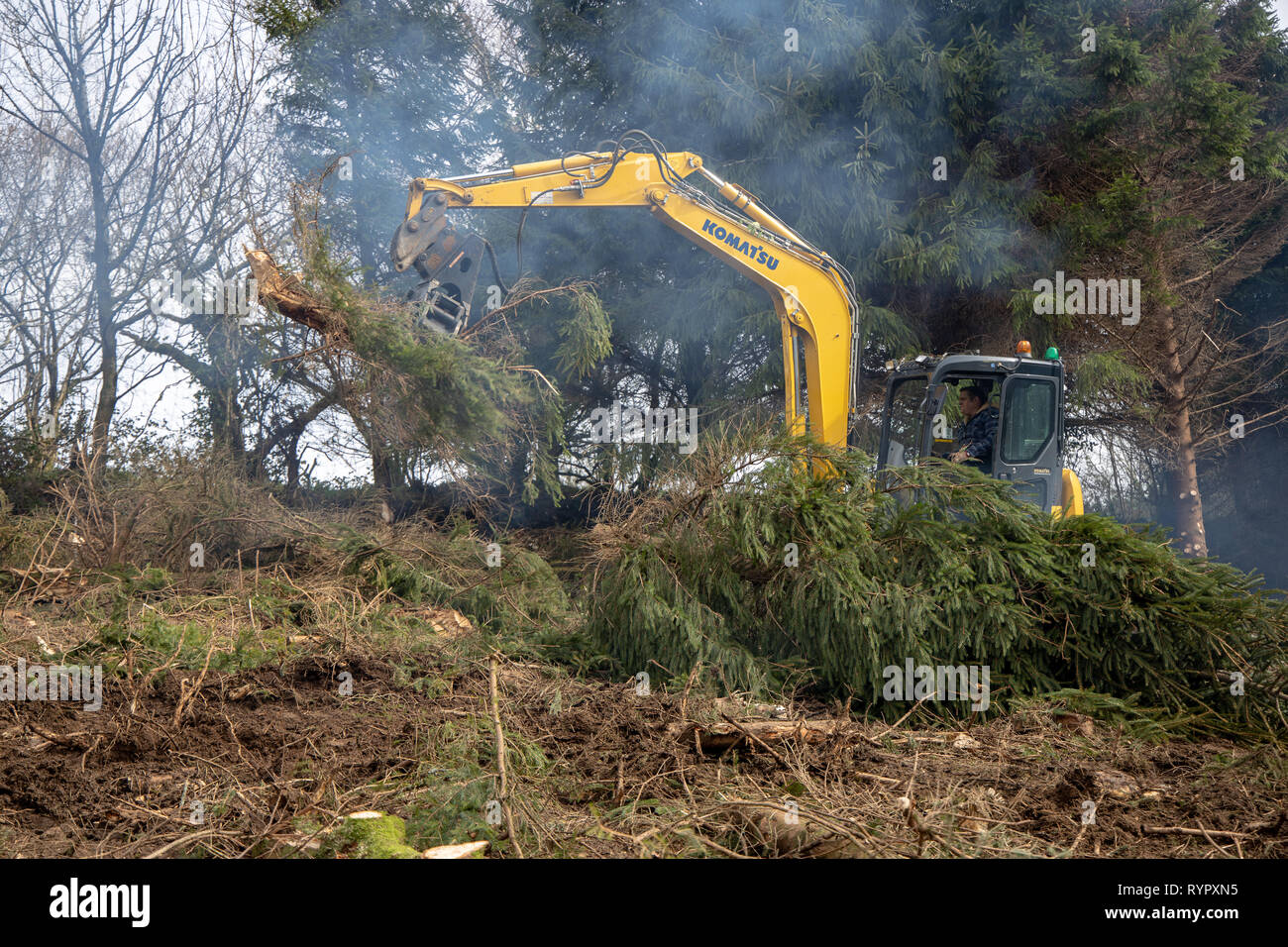 Tree felling and clearing in small woodland Stock Photo - Alamy