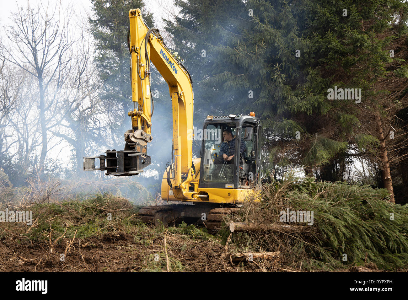 Tree felling and clearing in small woodland Stock Photo - Alamy
