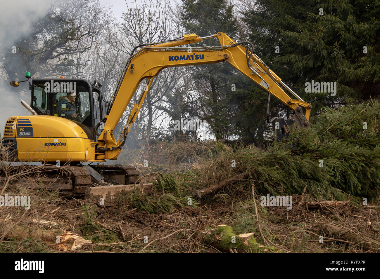 Tree felling and clearing in small woodland Stock Photo - Alamy