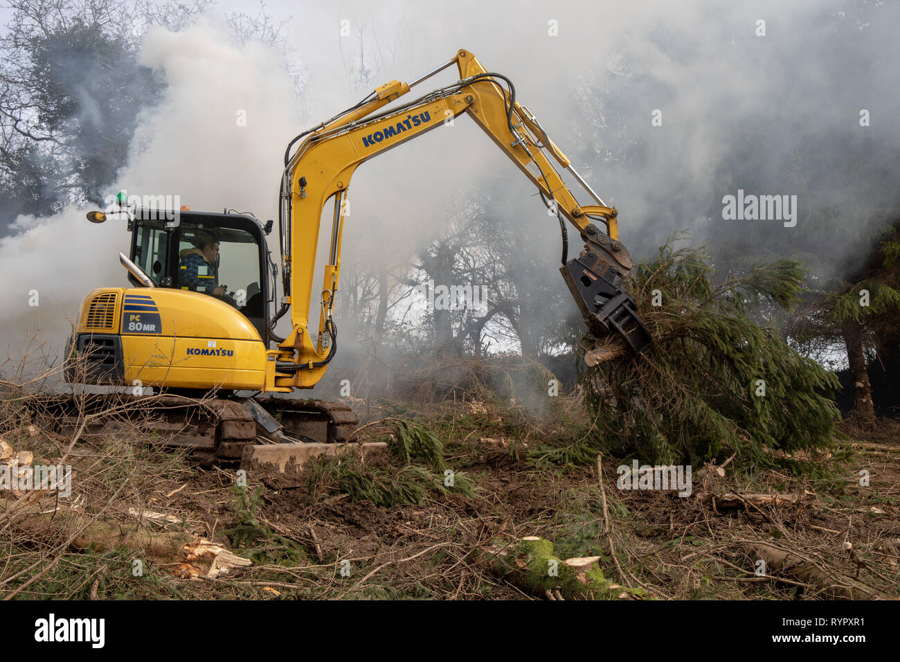 Tree felling and clearing in small woodland Stock Photo - Alamy