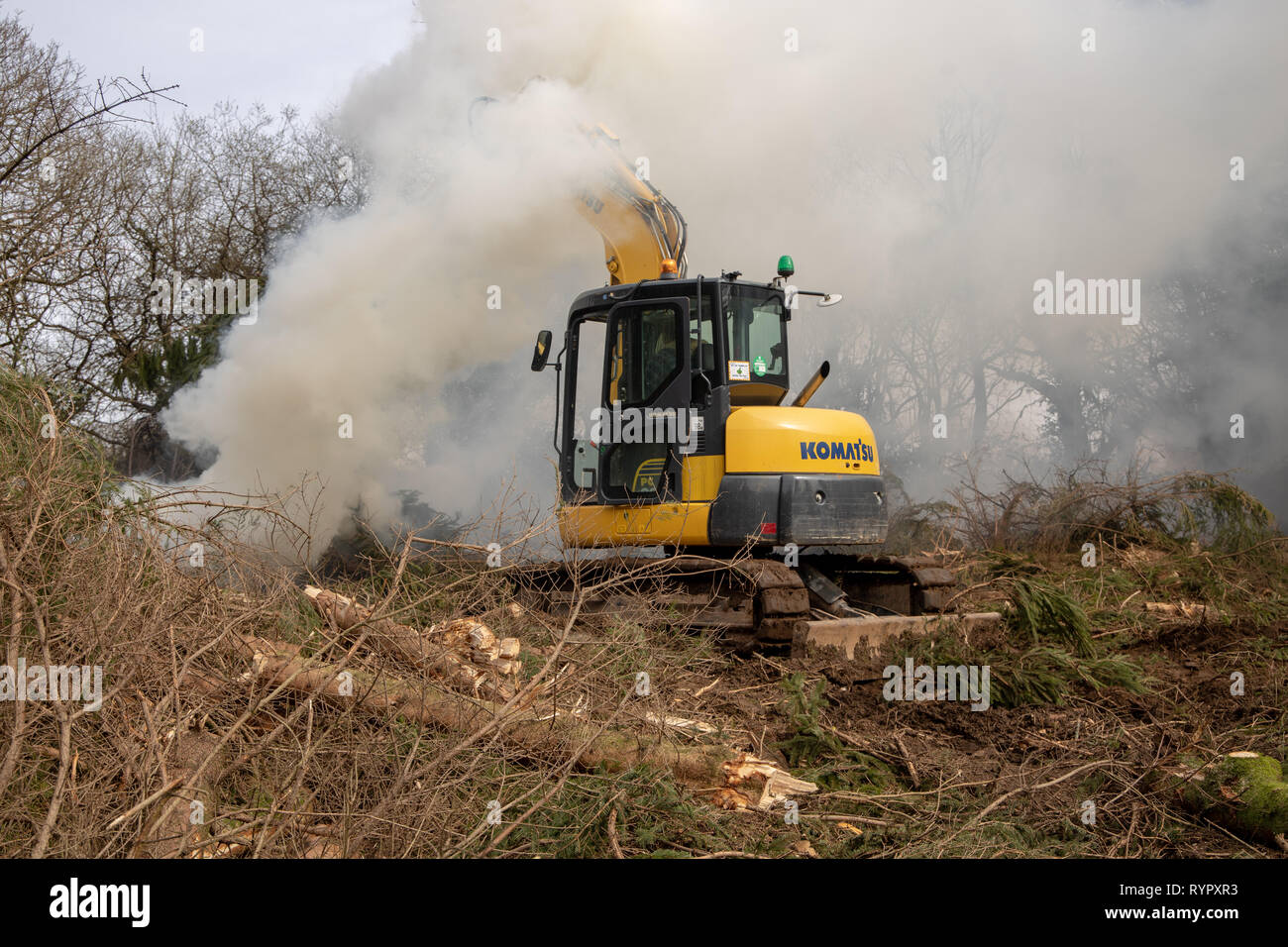 Tree felling and clearing in small woodland Stock Photo - Alamy