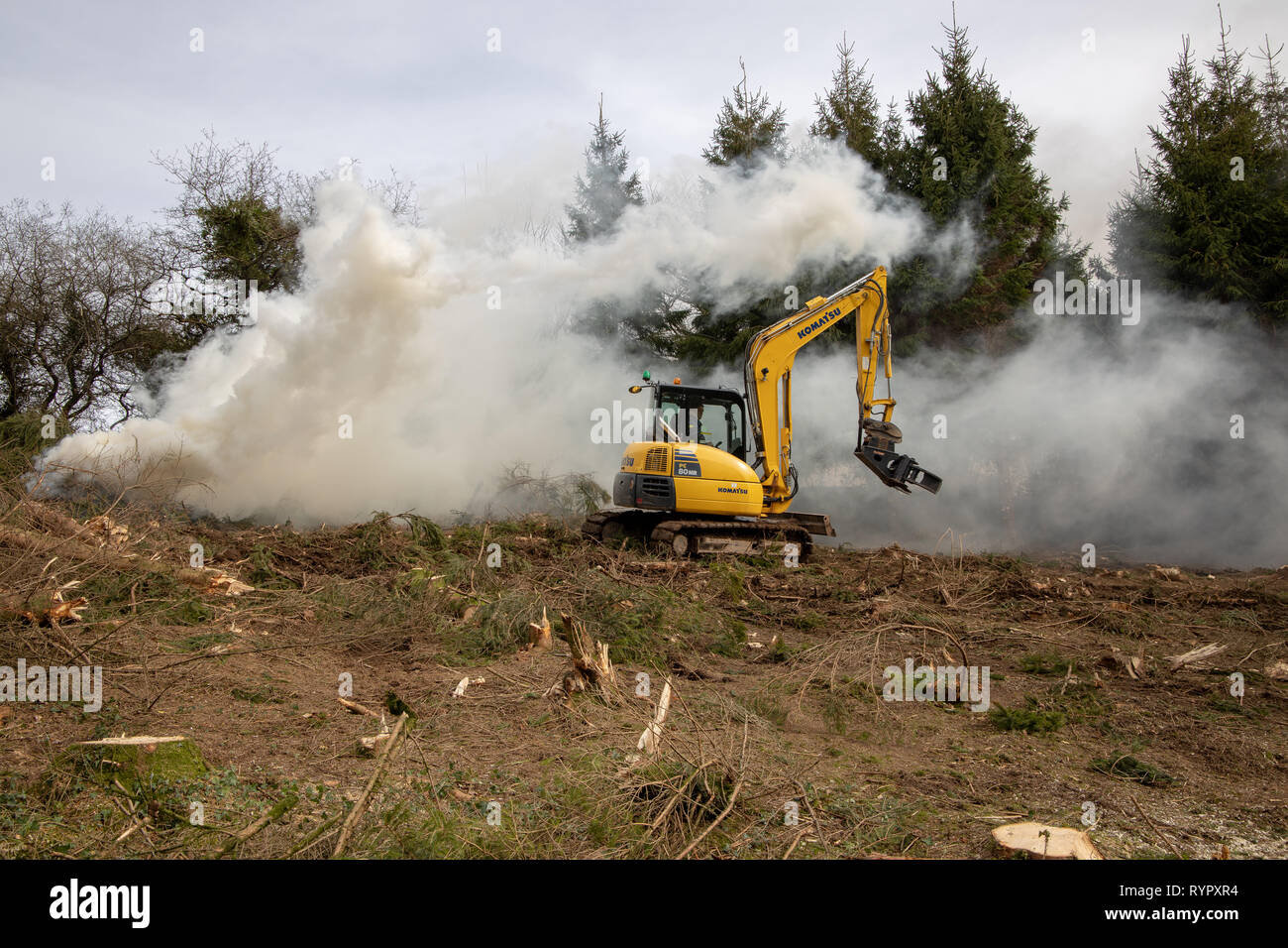 Tree felling and clearing in small woodland Stock Photo - Alamy