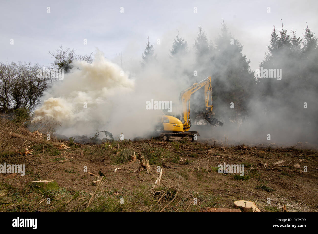 Tree felling and clearing in small woodland Stock Photo - Alamy