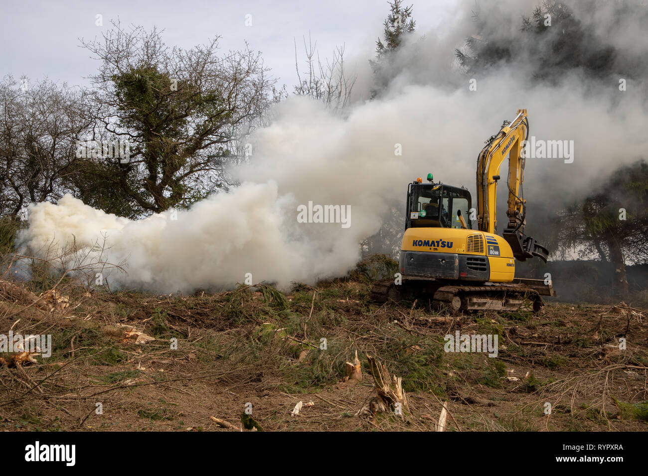 Tree felling and clearing in small woodland Stock Photo - Alamy