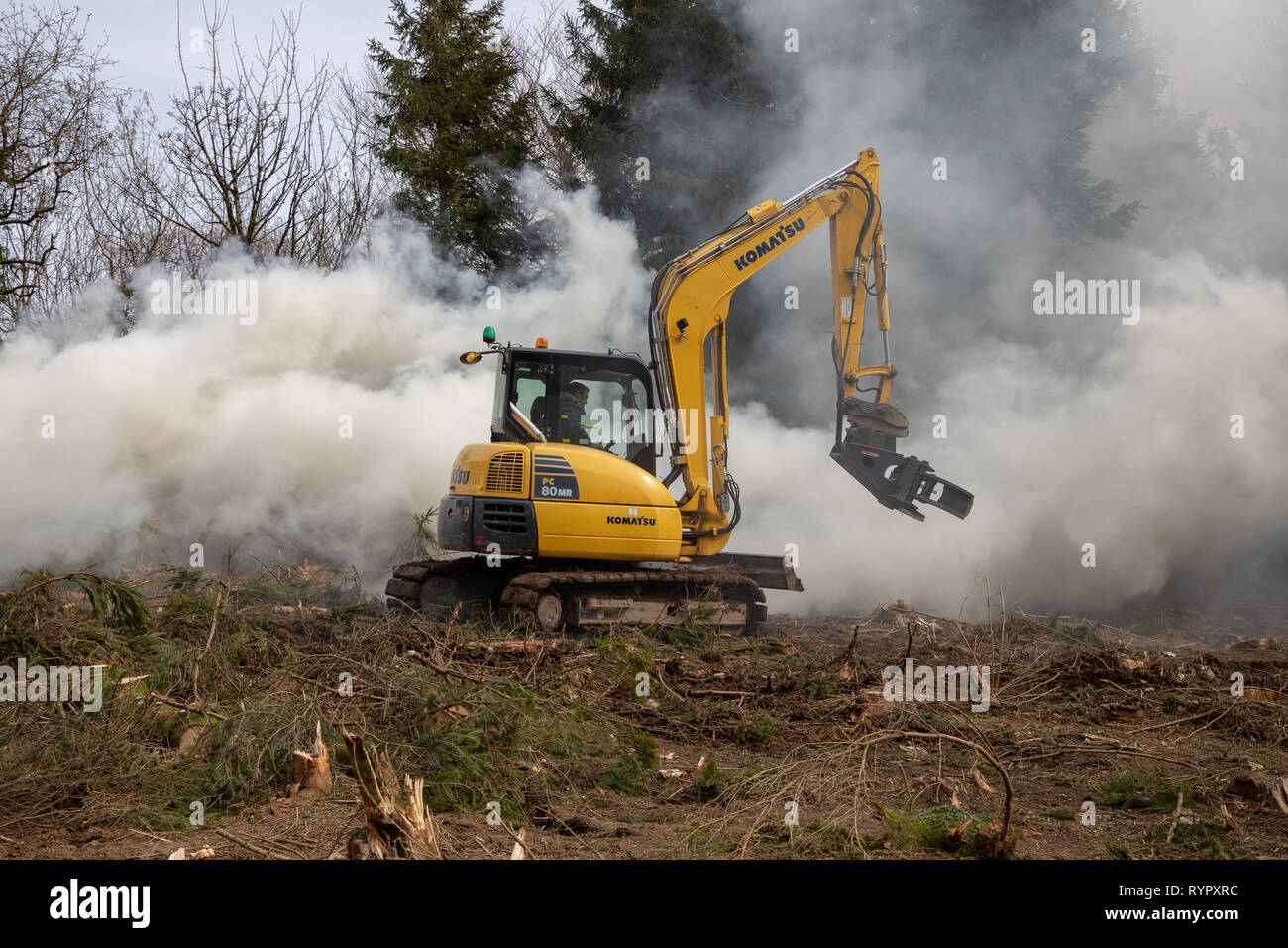 Tree felling and clearing in small woodland Stock Photo - Alamy