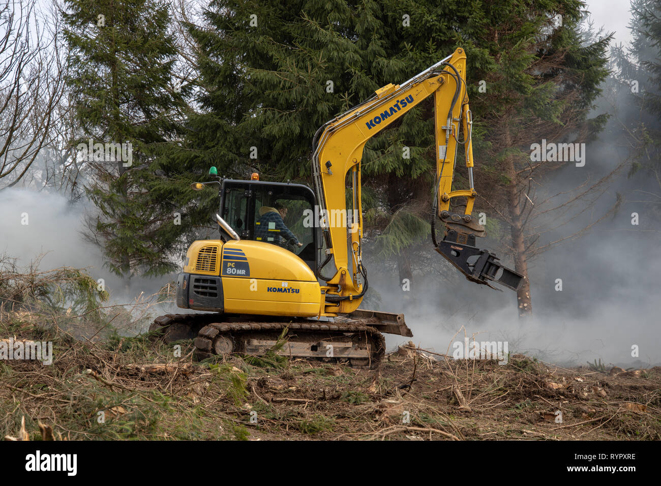 Tree felling and clearing in small woodland Stock Photo - Alamy