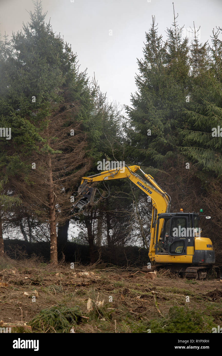 Tree felling and clearing in small woodland Stock Photo - Alamy