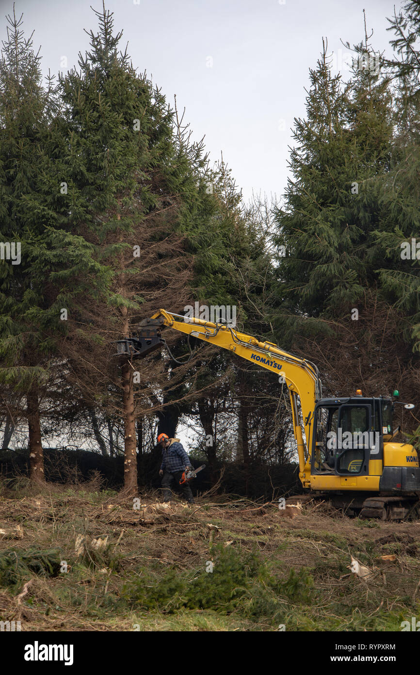 Tree felling and clearing in small woodland Stock Photo - Alamy