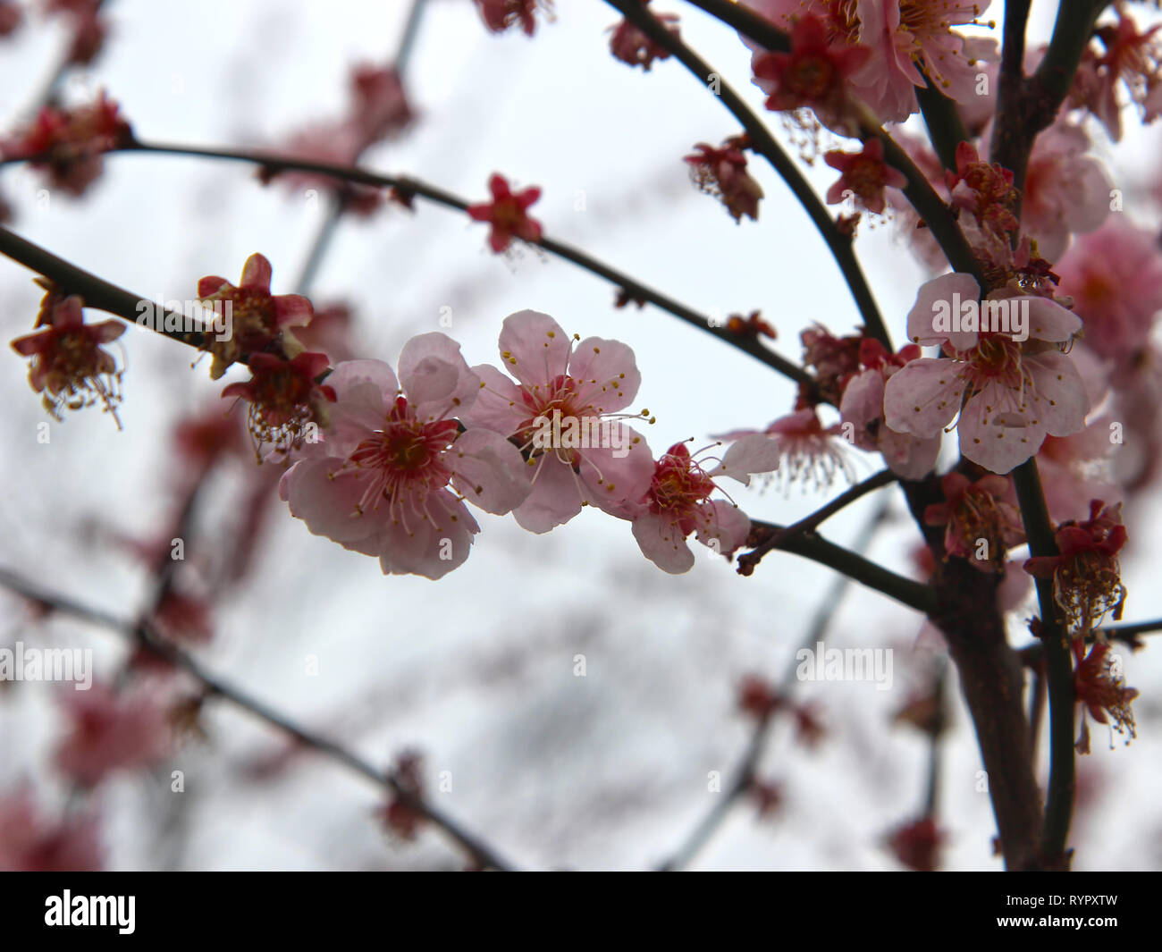 Korea spring tree hi-res stock photography and images - Alamy