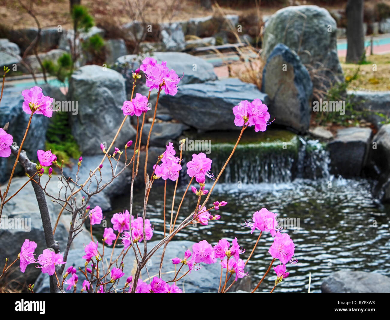 Spring in korea hi-res stock photography and images - Alamy
