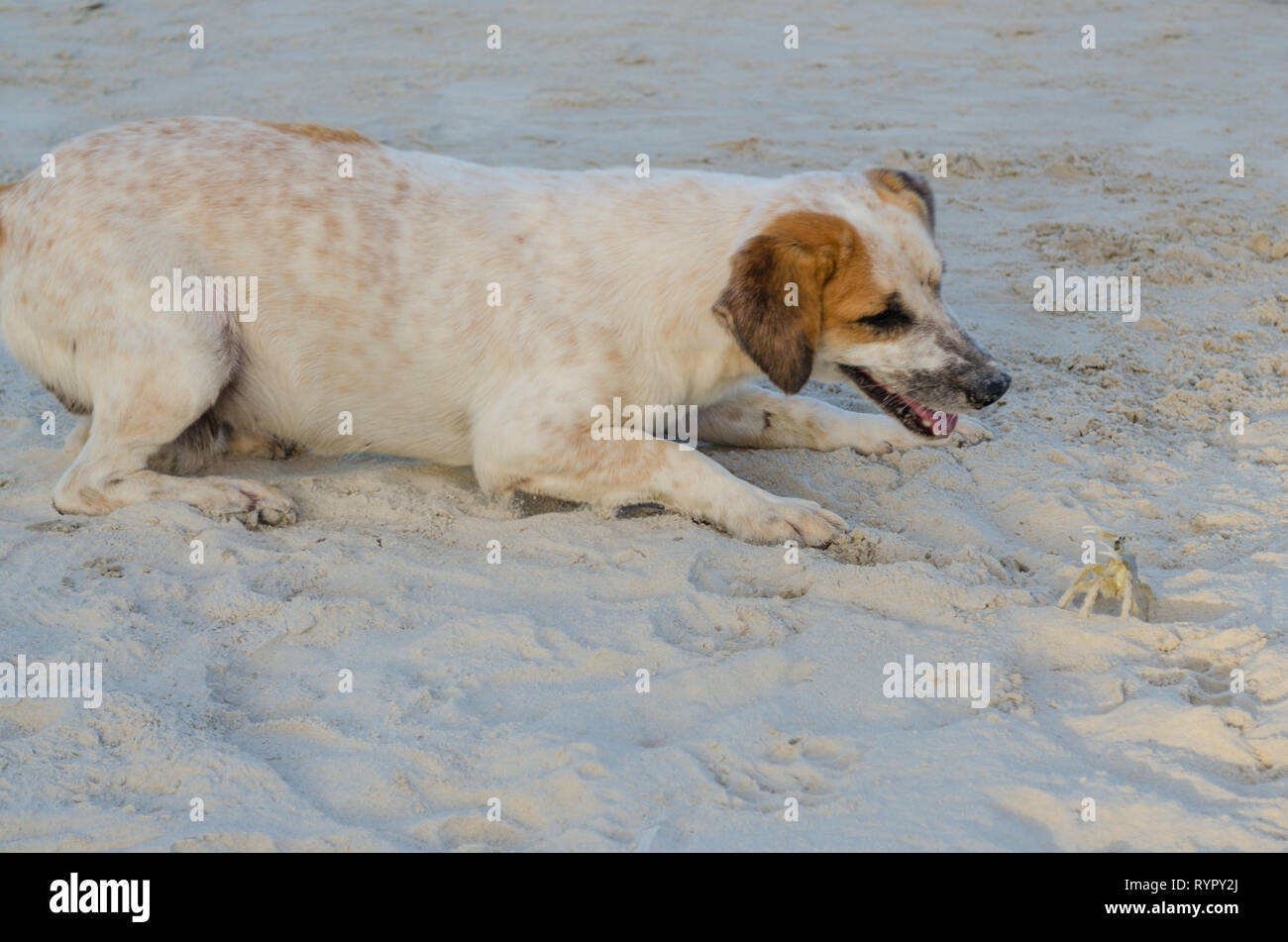 dog playing with crab in the sand on the beach Stock Photo - Alamy