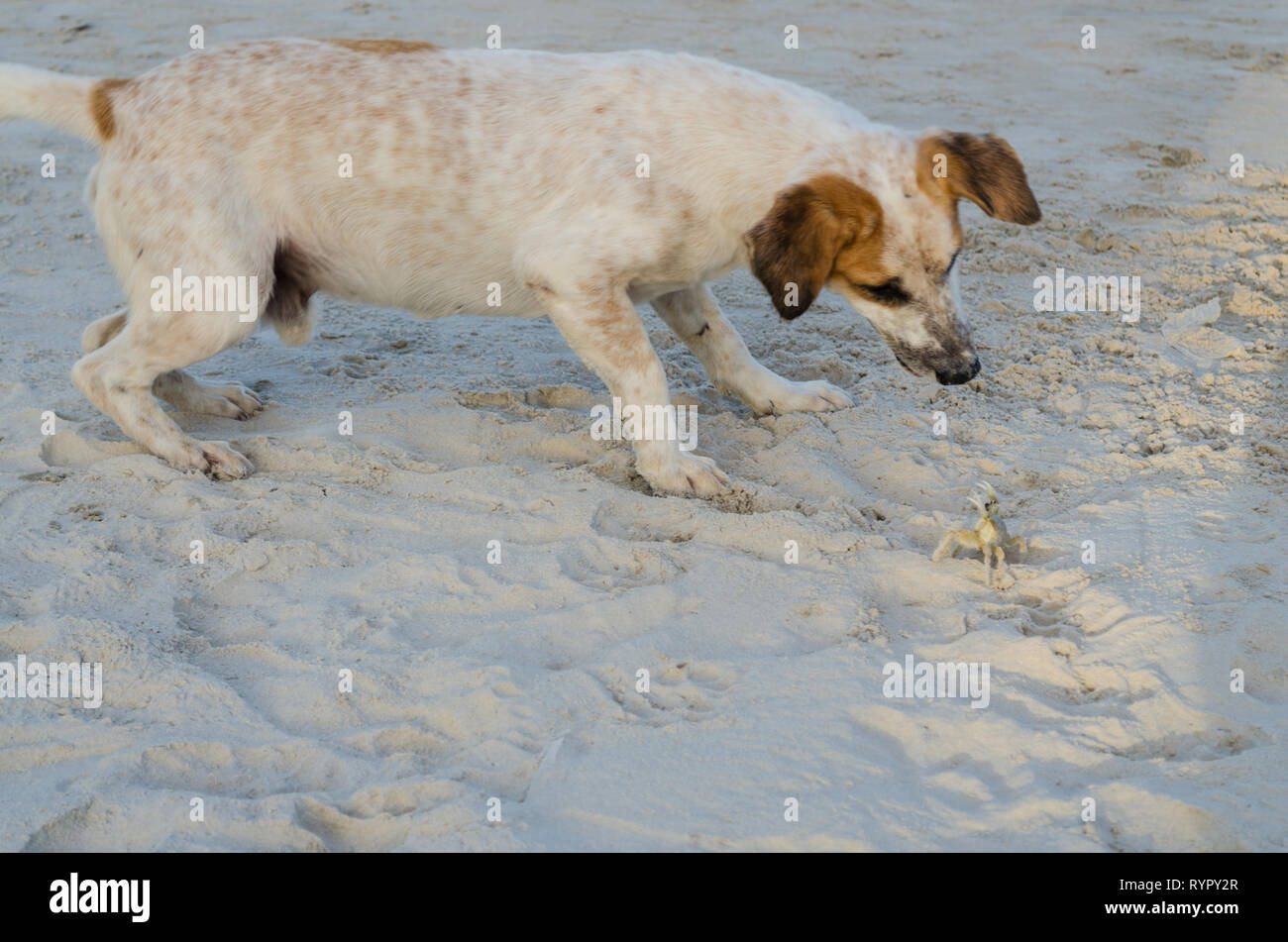 dog playing with crab in the sand on the beach Stock Photo - Alamy