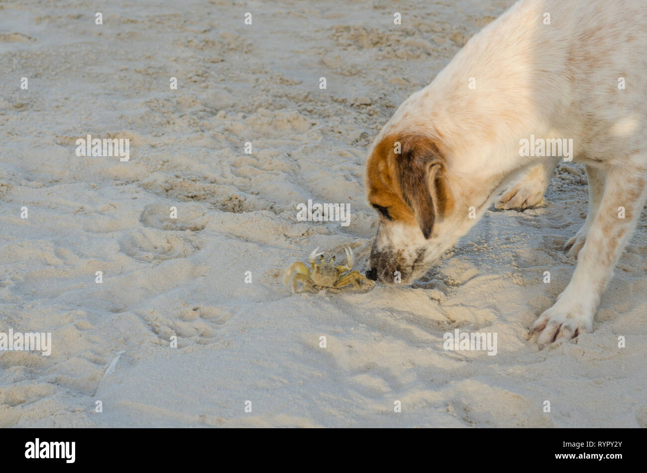 dog playing with crab in the sand on the beach Stock Photo - Alamy