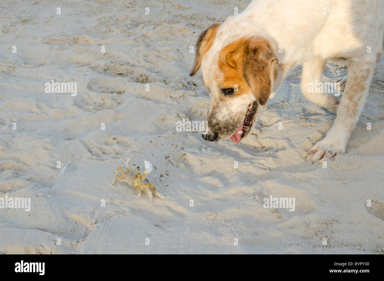 dog playing with crab in the sand on the beach Stock Photo - Alamy