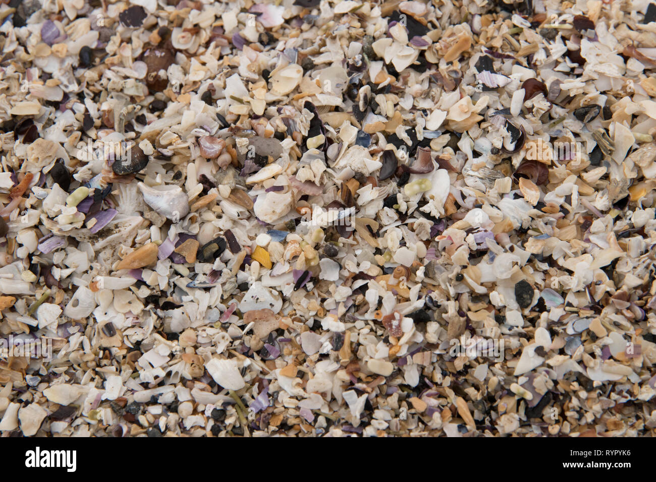 Broken sea shells in the fishing village of Akranes, Iceland Stock ...