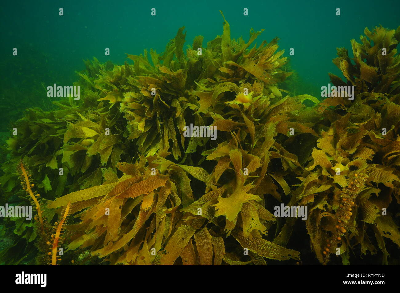 Curling dense fronds of brown kelp Ecklonia radiata in murky waters of ...