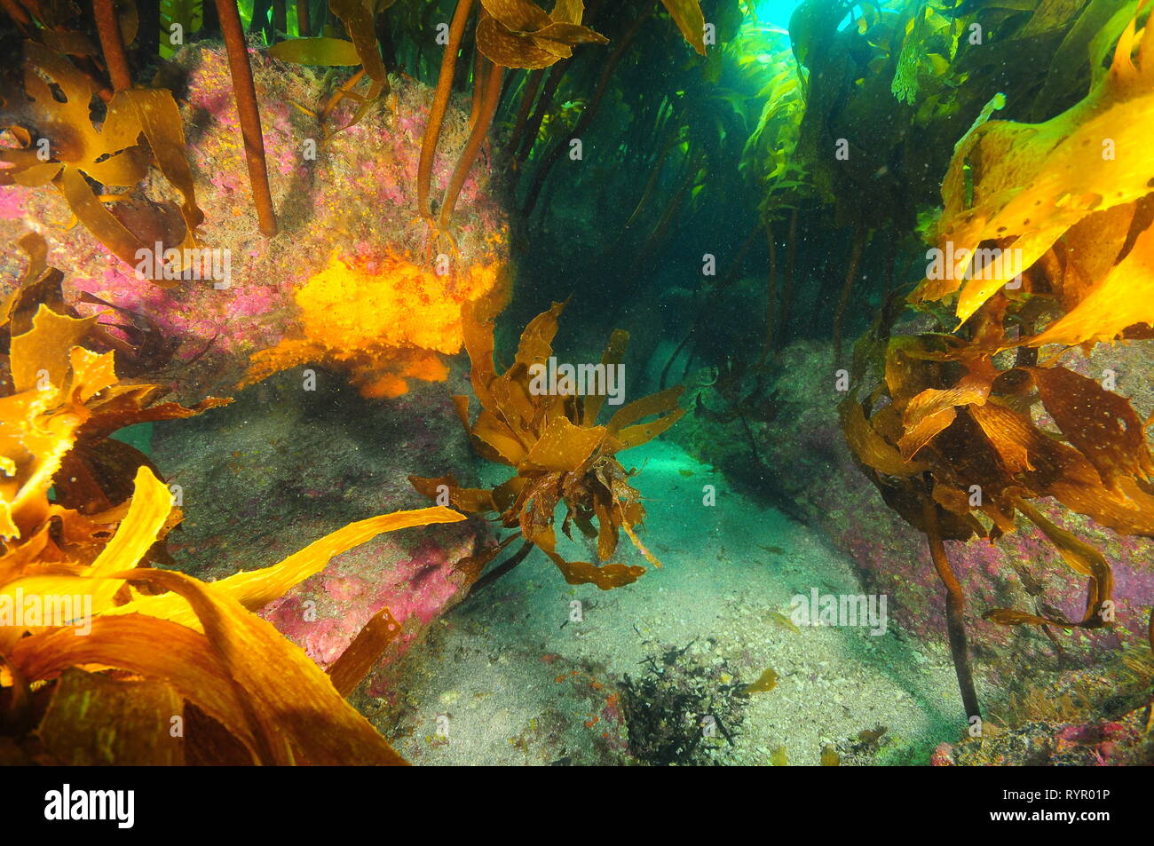 Gutters under canopy of kelp forest covered with hard pink coralline ...