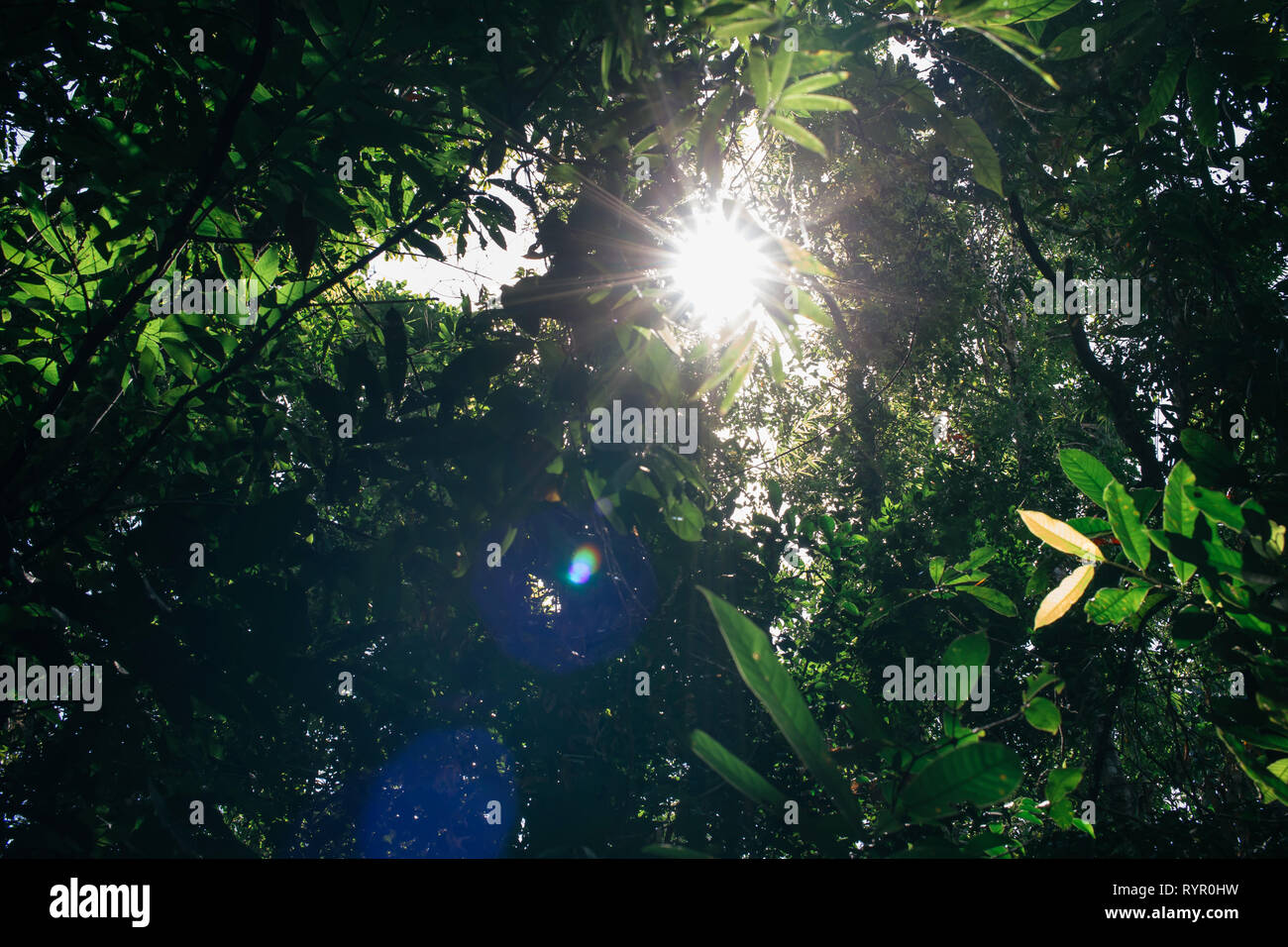 Bright and sunny light ray with flare coming through bunch of trees ...