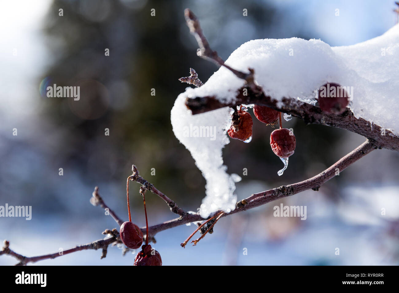 Red berries falling in water hi-res stock photography and images - Alamy