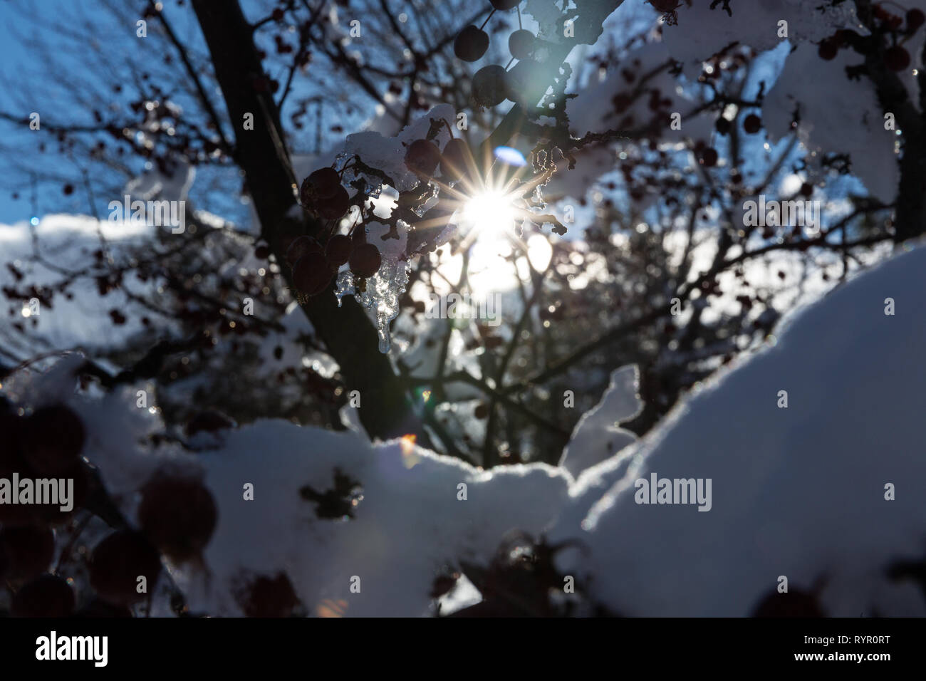 Sun flare showing through frozen red berries on a tree branch in the ...