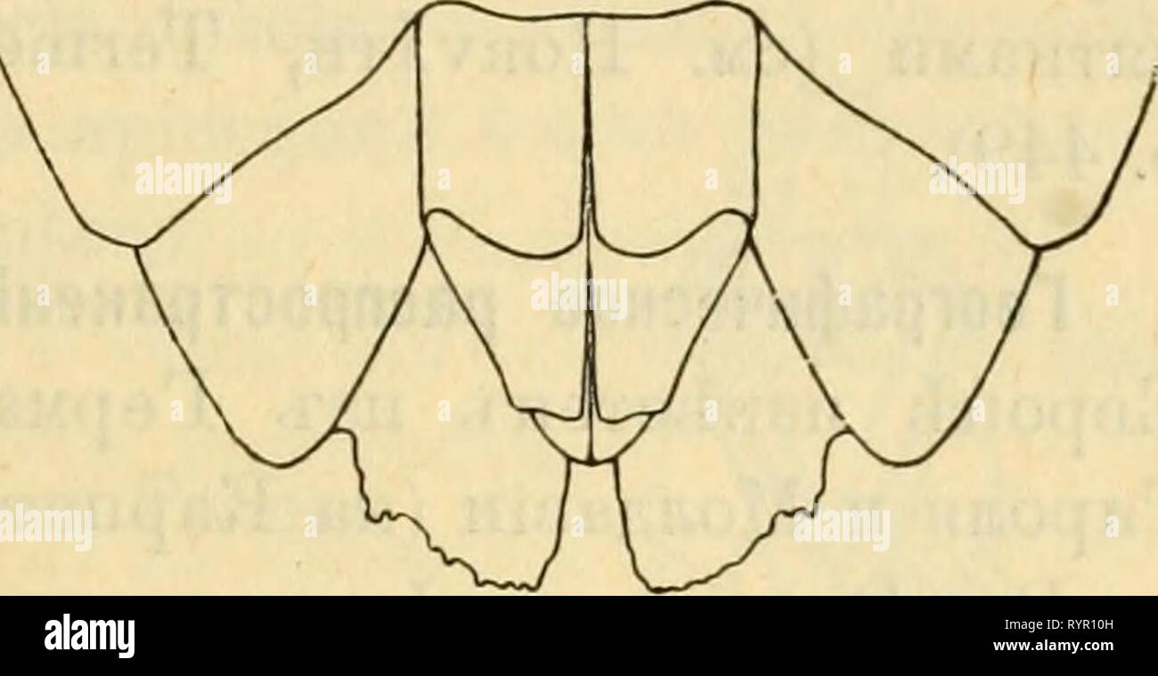 Dysodiidae i Aradidae (1913) 20496315614 o.jpg Stock Photo - Alamy