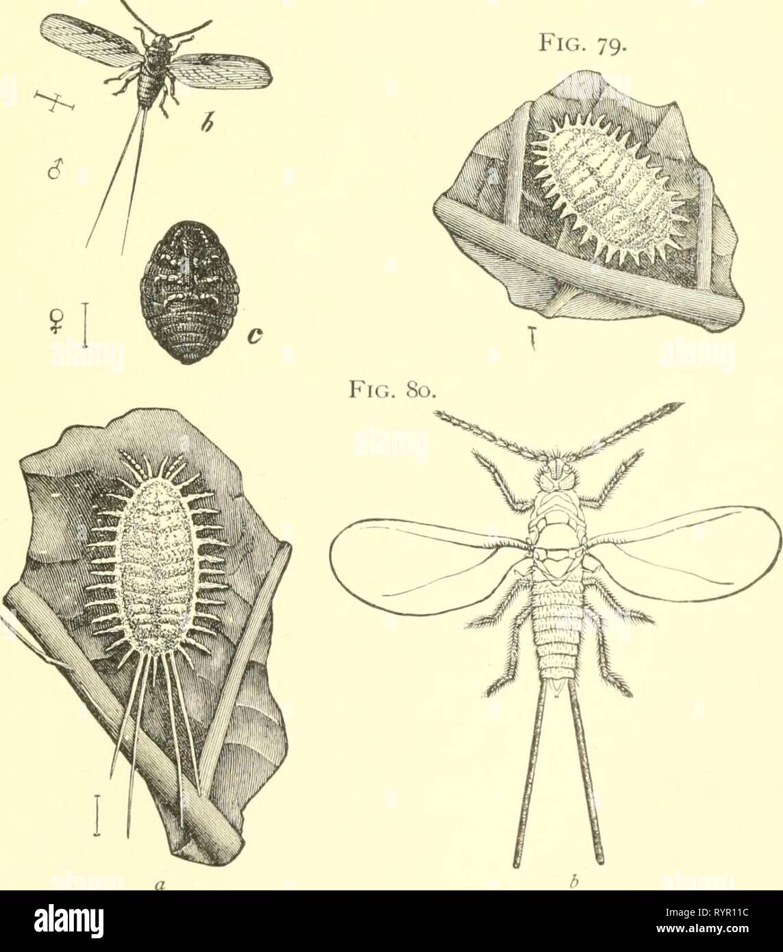 Cochineal bugs hi-res stock photography and images - Alamy