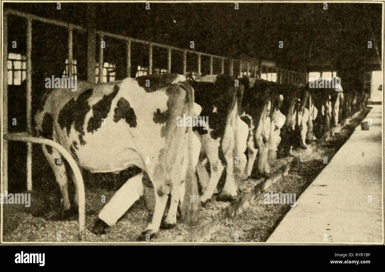 Model milking cow hi-res stock photography and images - Alamy