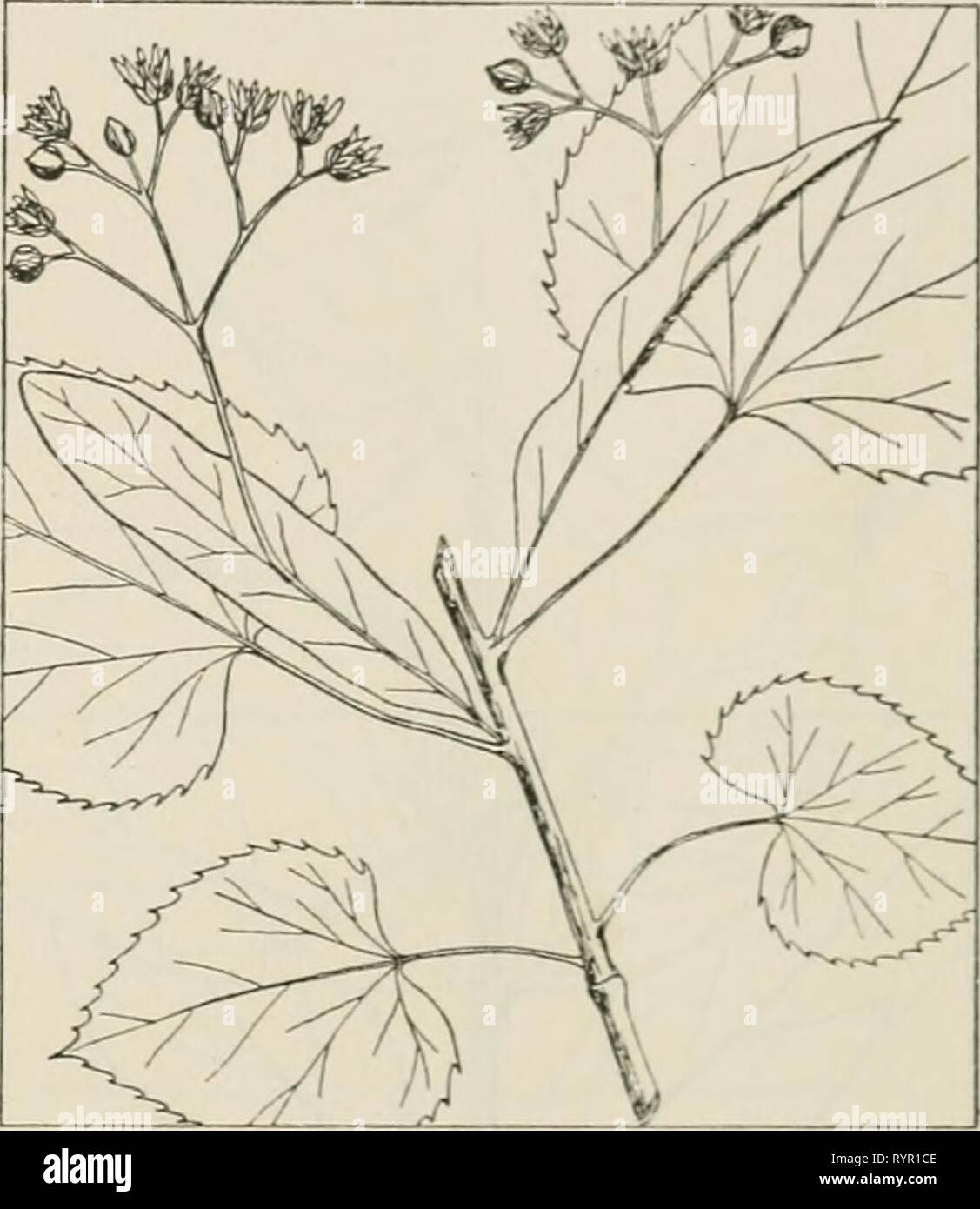 The drug plants of Illinois The drug plants of Illinois ...