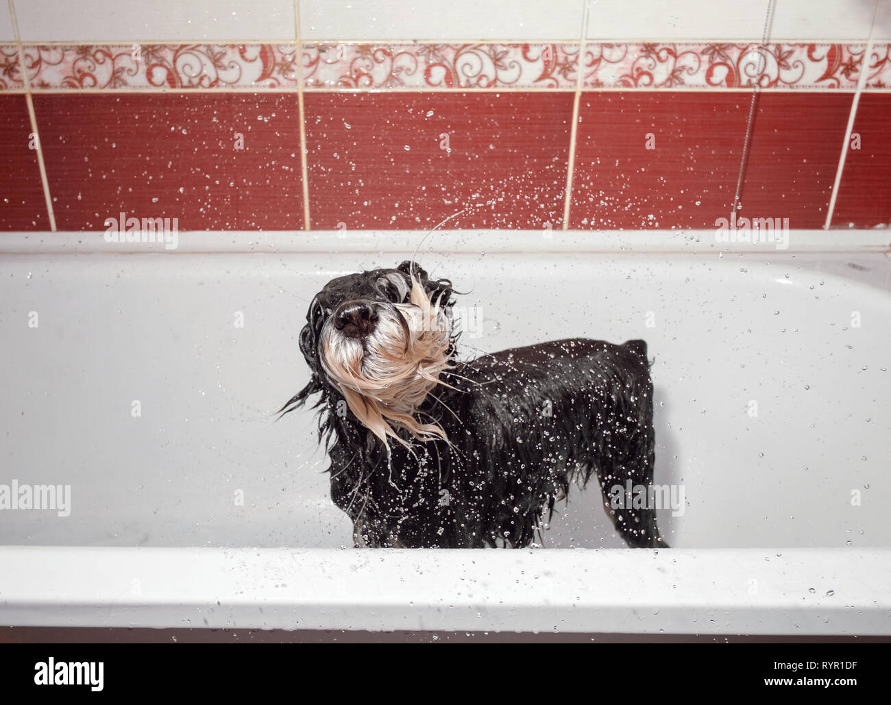 dog shakes off, schnauzer in bathroom after shower Stock Photo - Alamy