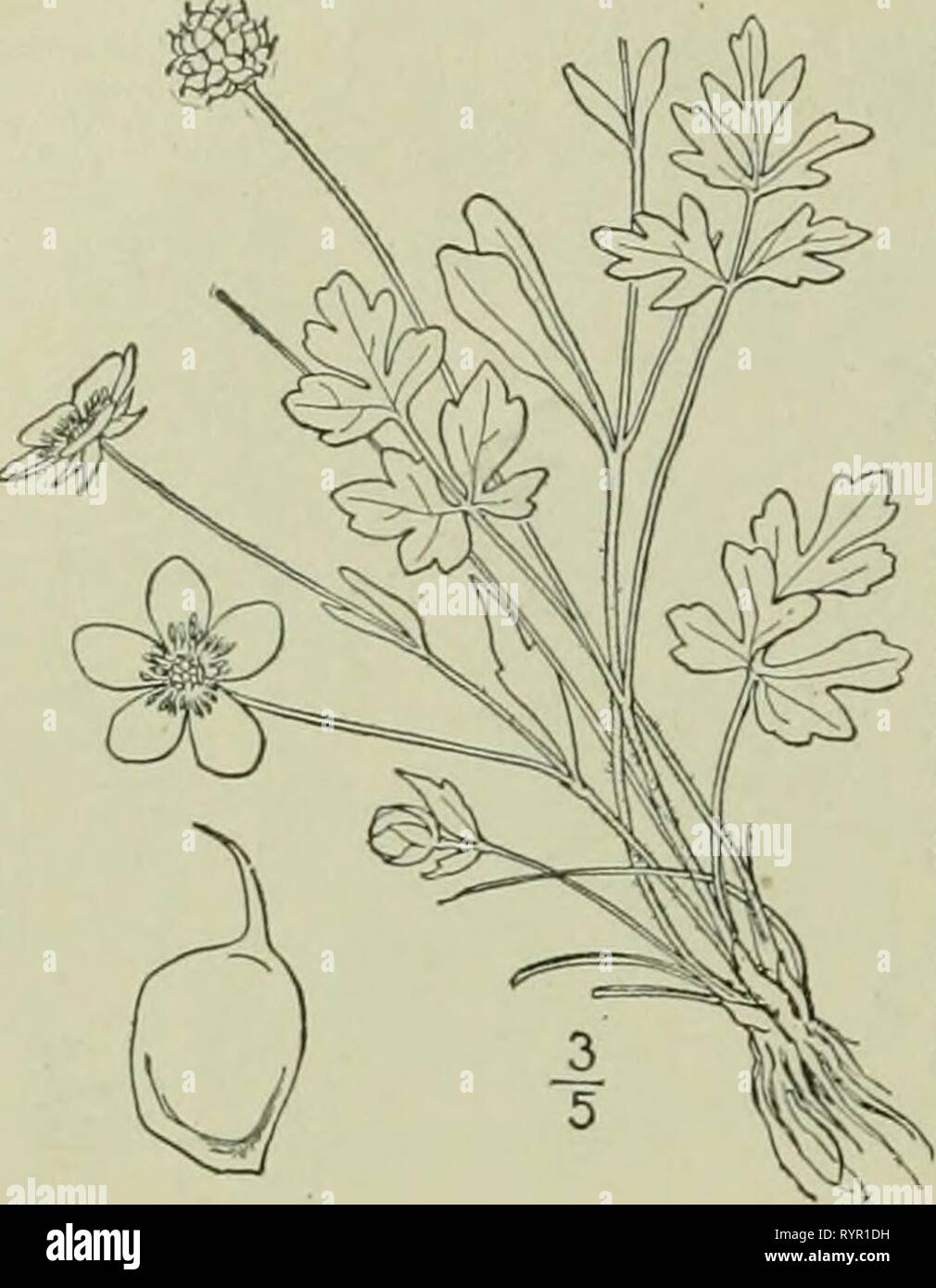 Appressed leaves hi-res stock photography and images - Alamy